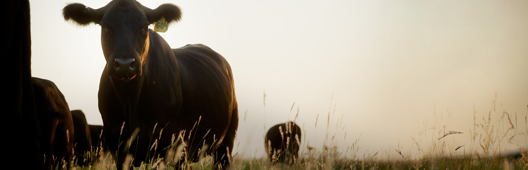 Creekstone Farms - Beef and Pork Quality | Midan